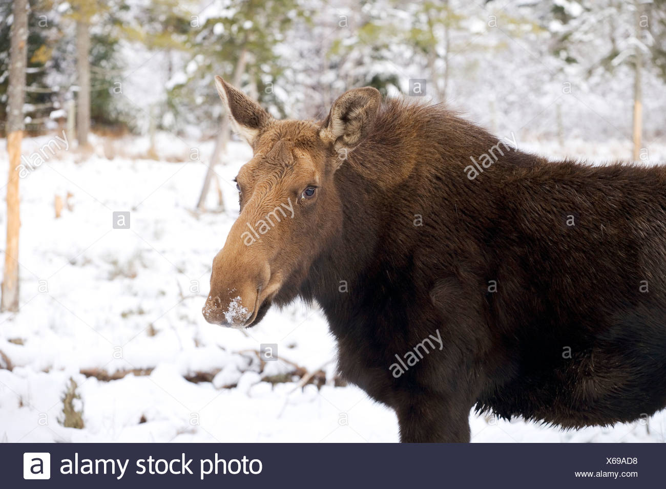 Moose In Snow High Resolution Stock Photography and Images - Alamy