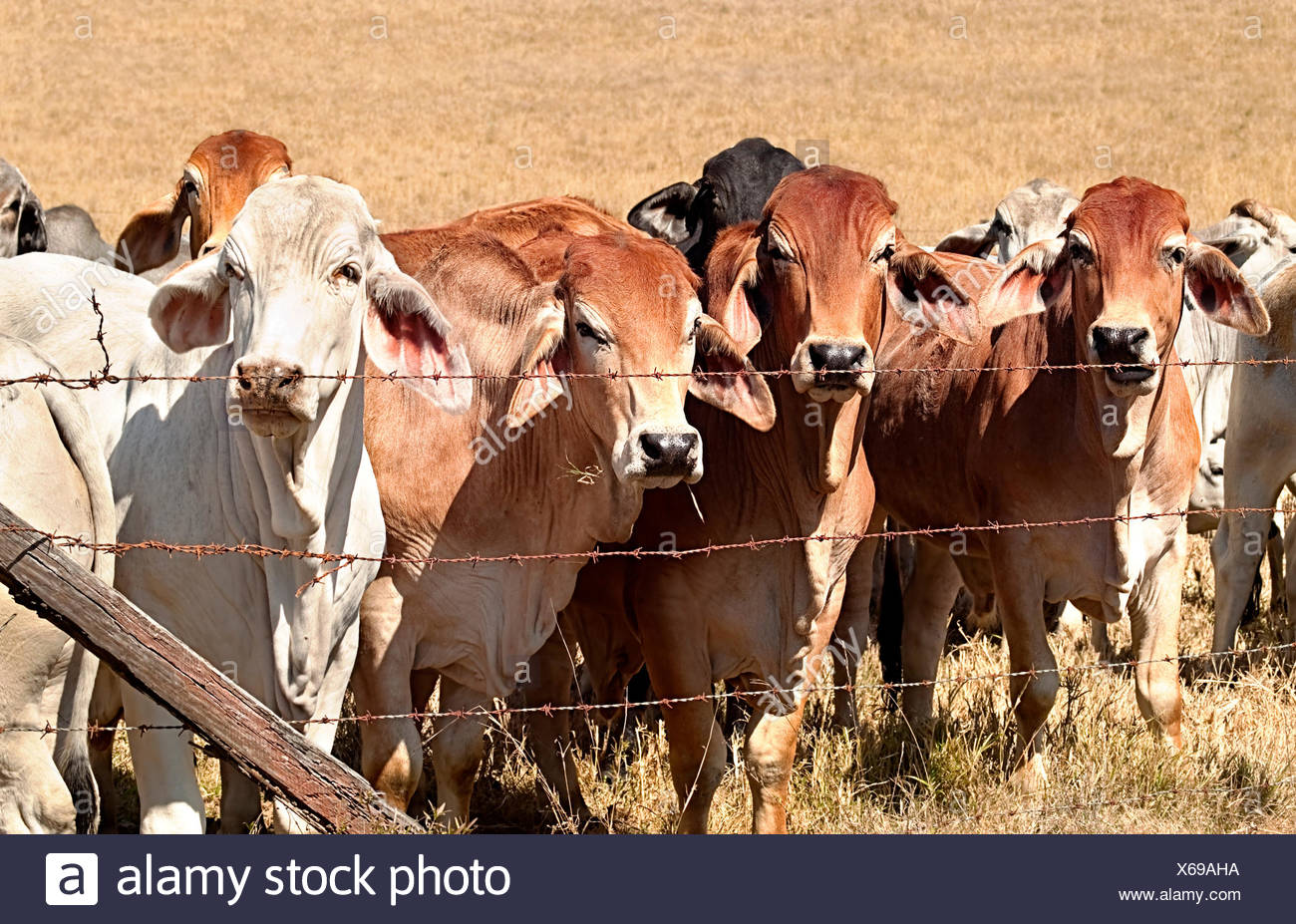 Cows Lined Up High Resolution Stock Photography and Images - Alamy