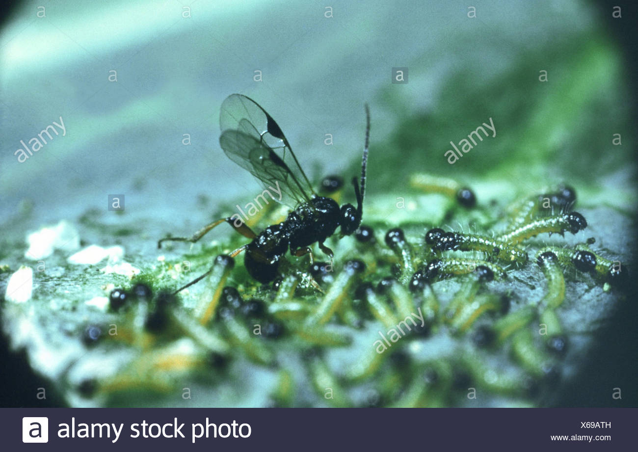 Apanteles Glomeratus High Resolution Stock Photography and Images - Alamy