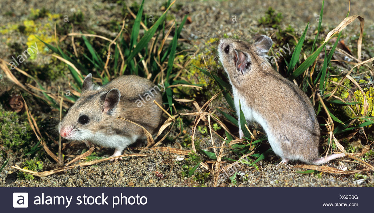 Hamsters Flower High Resolution Stock Photography and Images - Alamy