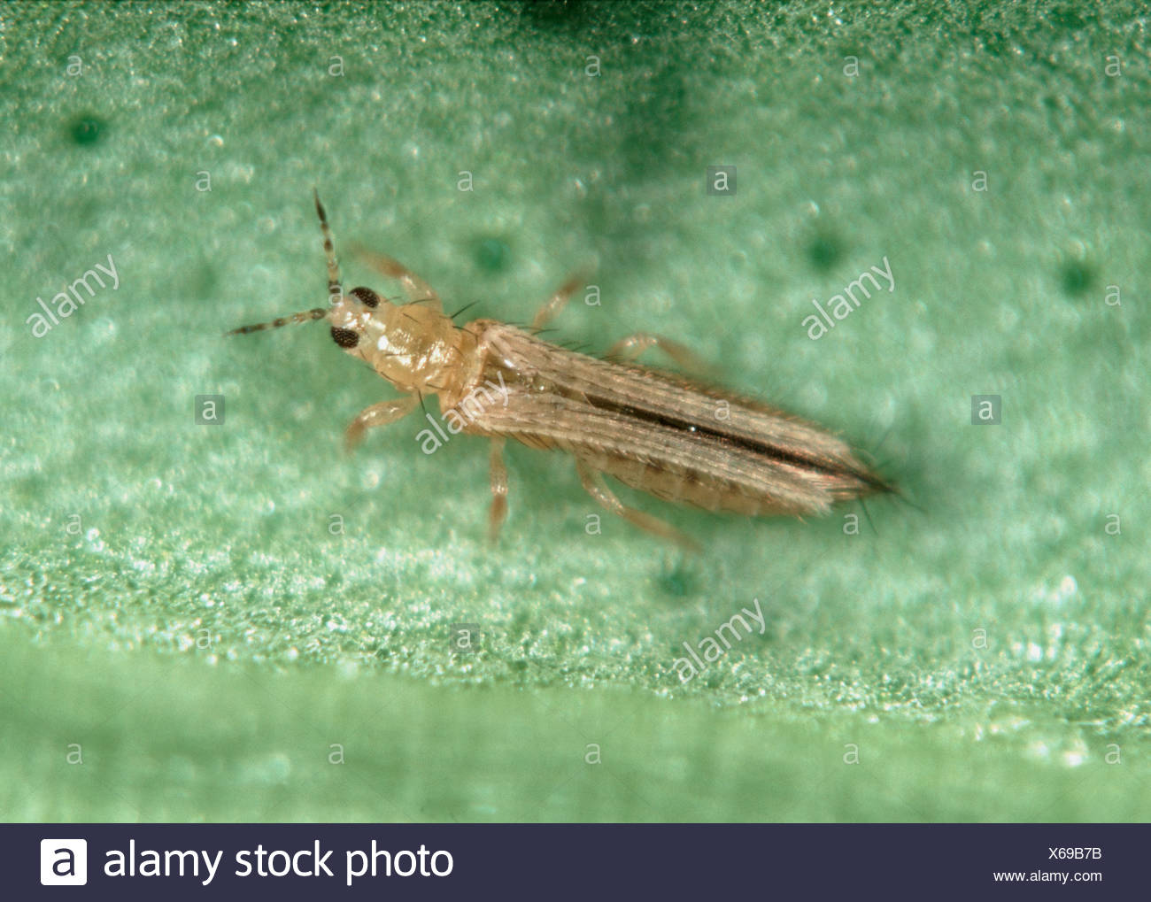 Western Flower Thrip Frankliniella Occidentalis High Resolution Stock ...