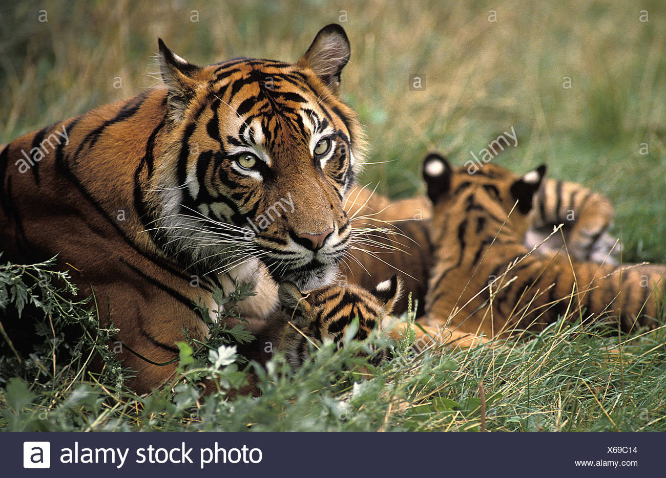 Tiger Mother And Cub High Resolution Stock Photography and Images - Alamy