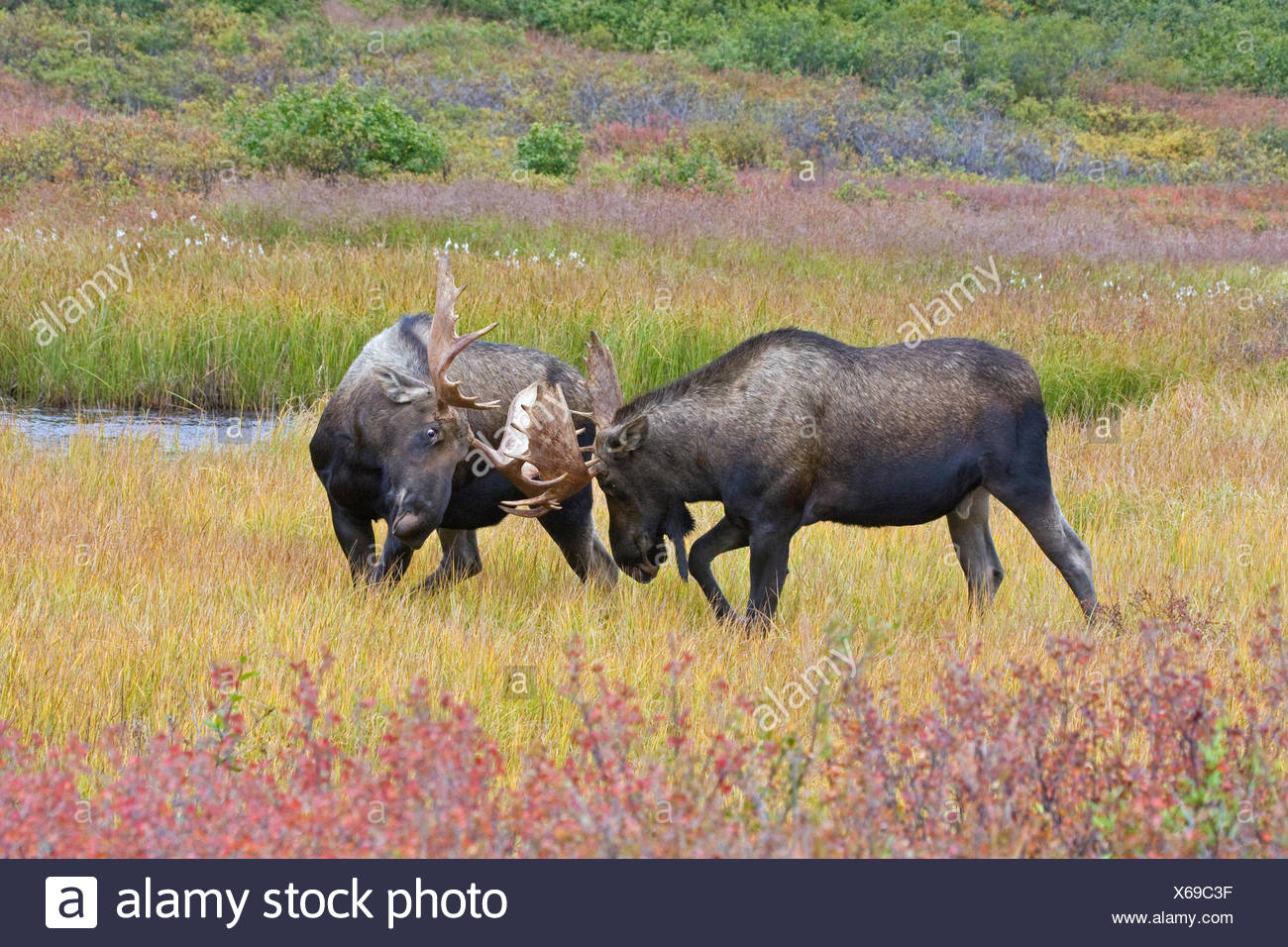 Bull Moose Fighting High Resolution Stock Photography and Images - Alamy