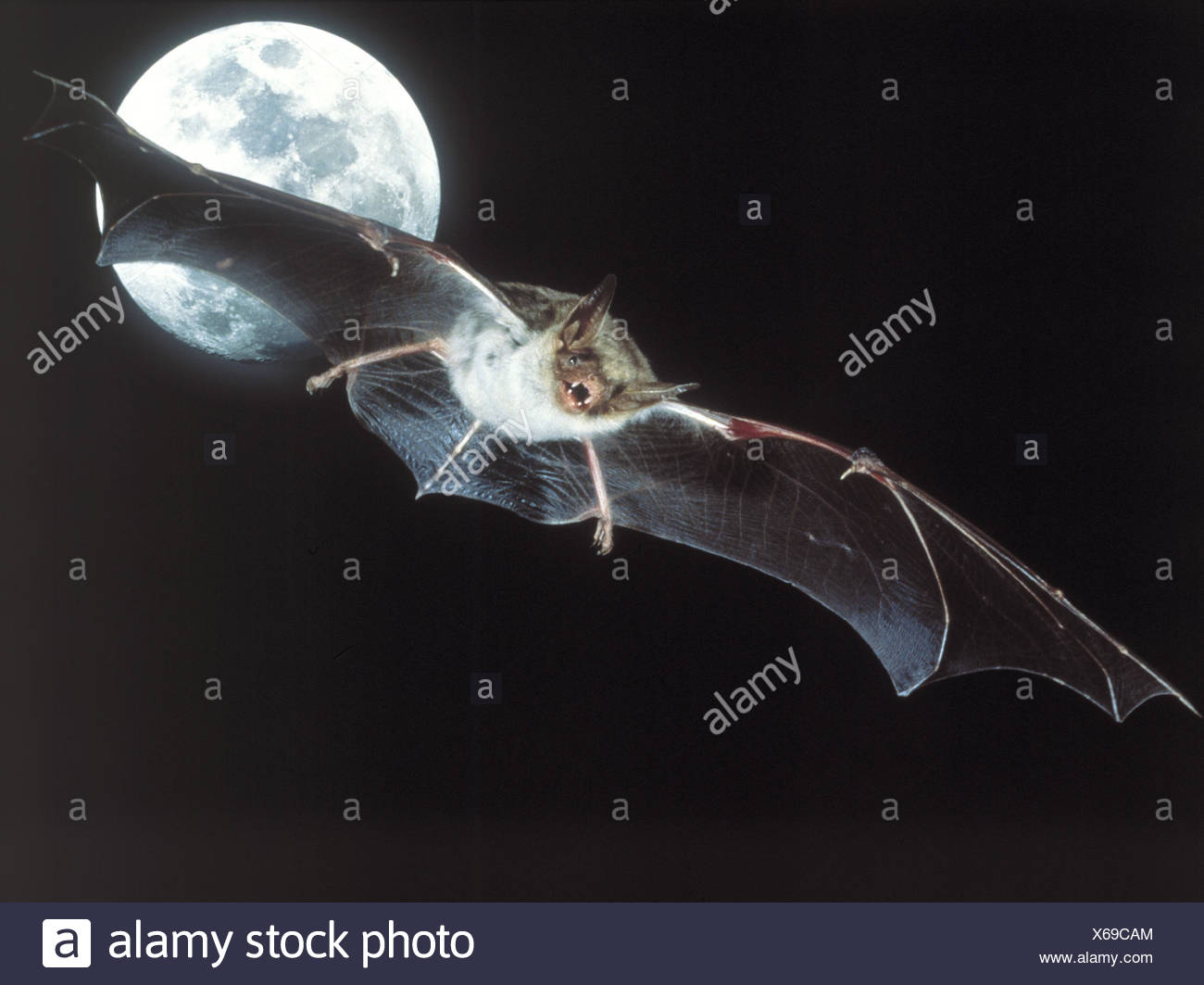 Bat Nose High Resolution Stock Photography and Images - Alamy