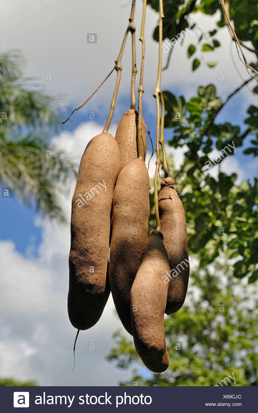 Family Labiatae Lamiaceae High Resolution Stock Photography and Images ...