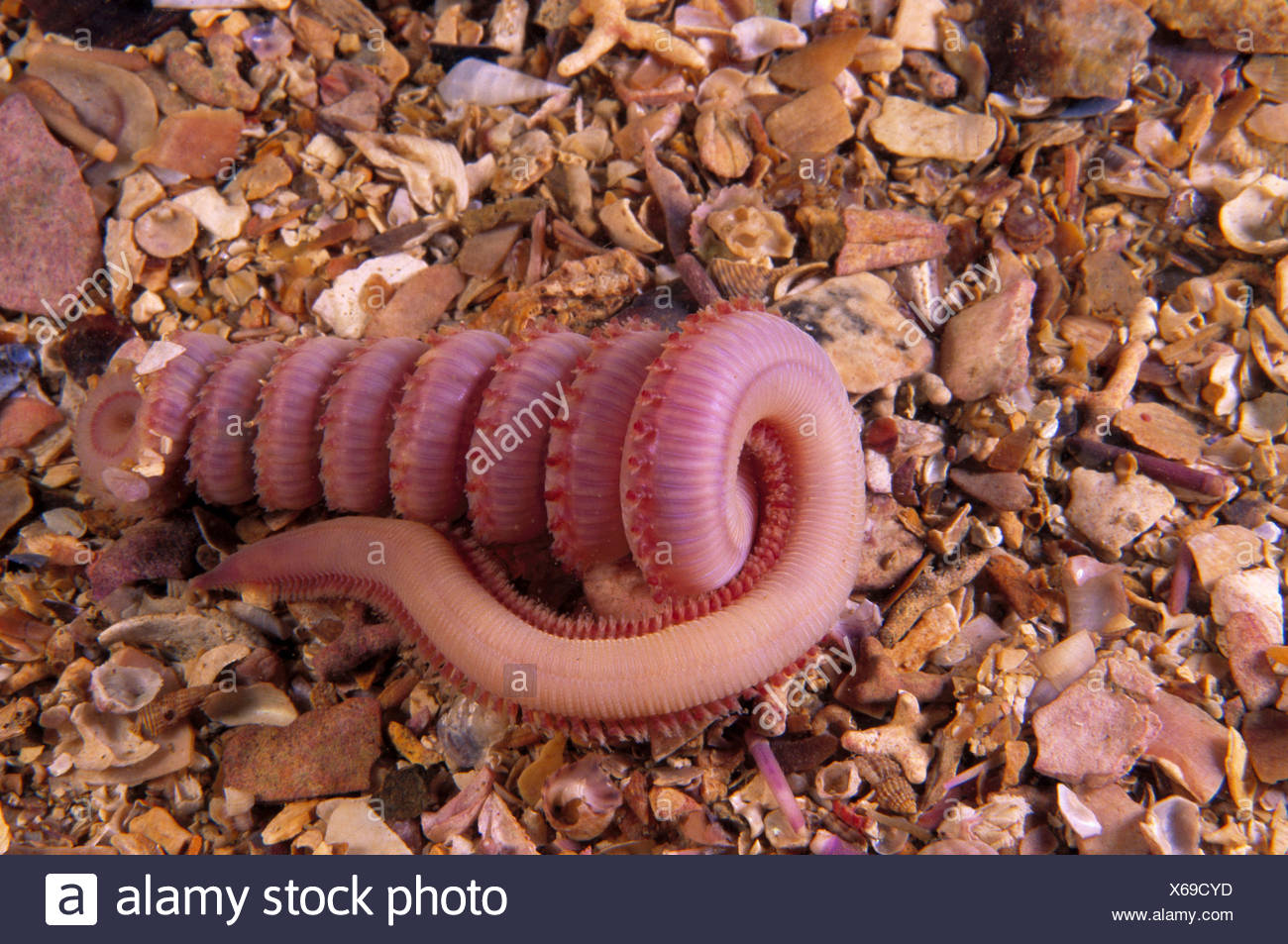 Glycera High Resolution Stock Photography and Images - Alamy