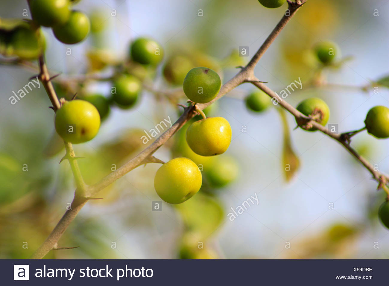 Indian Jujube Stock Photos & Indian Jujube Stock Images - Alamy