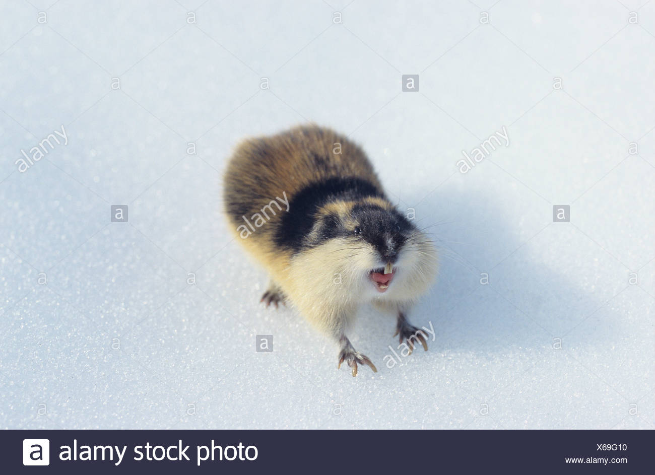 Lemming High Resolution Stock Photography and Images - Alamy