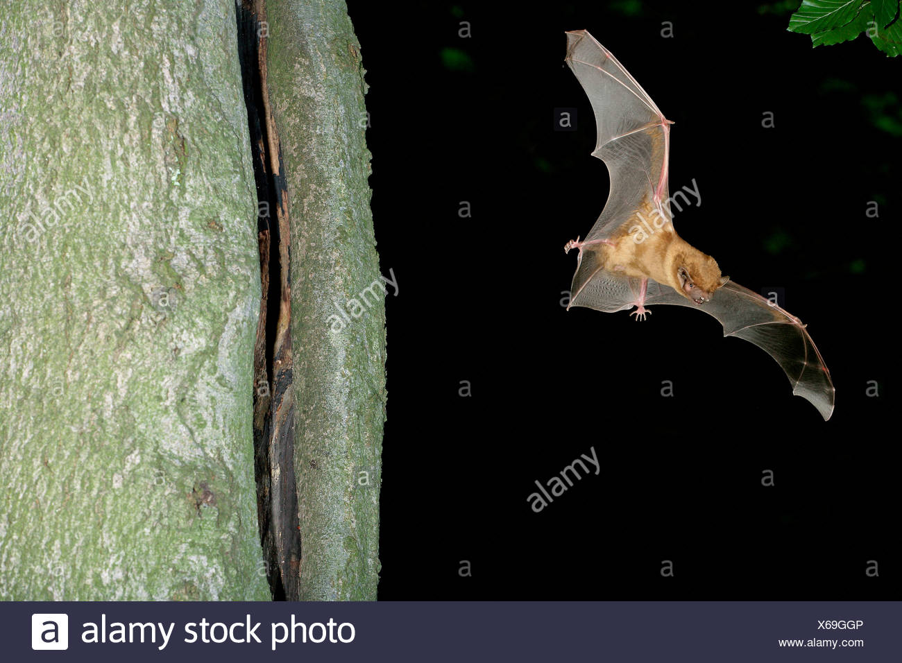 Common Noctule Bat High Resolution Stock Photography and Images - Alamy