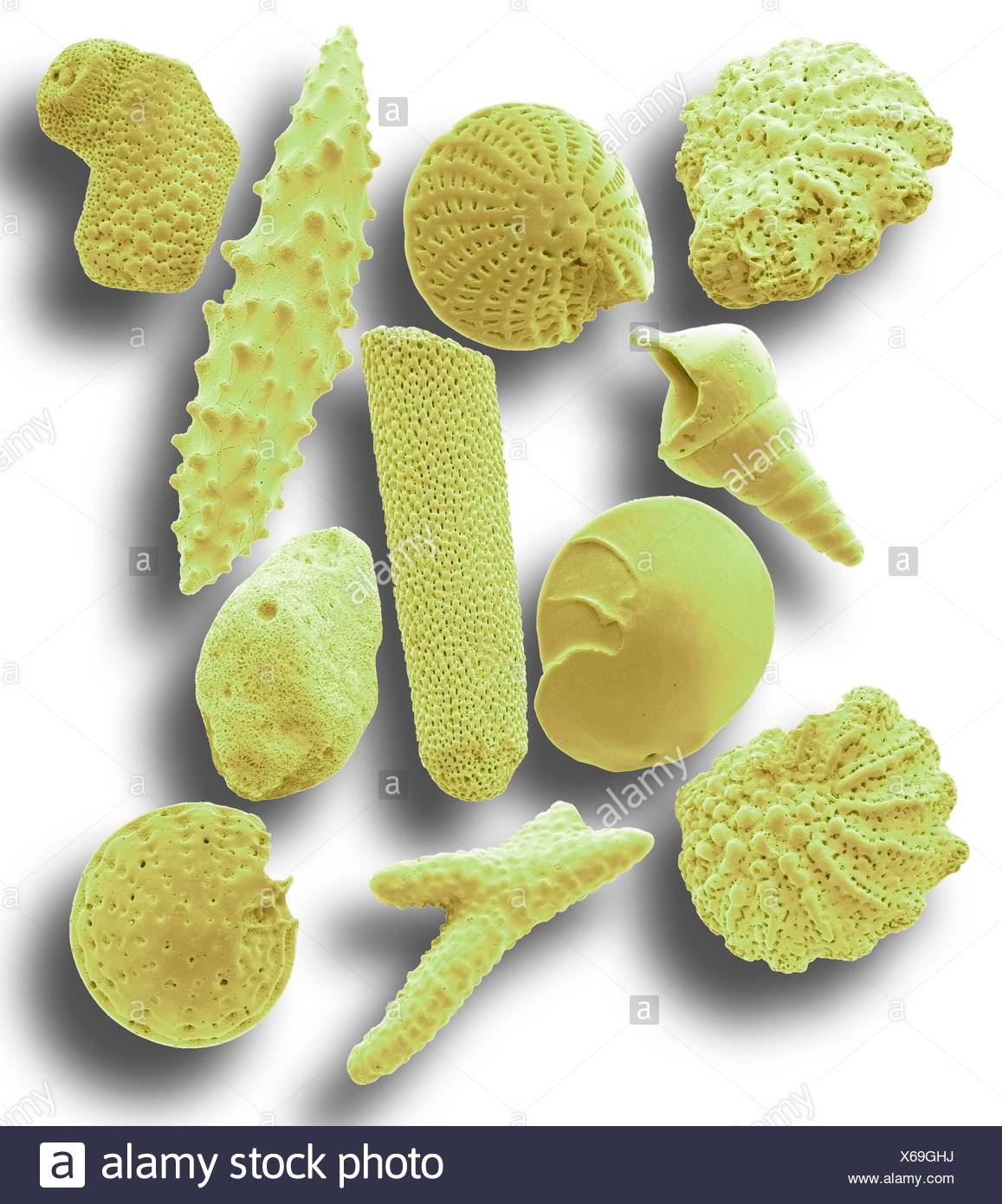 Fossil Foraminifera High Resolution Stock Photography and Images - Alamy