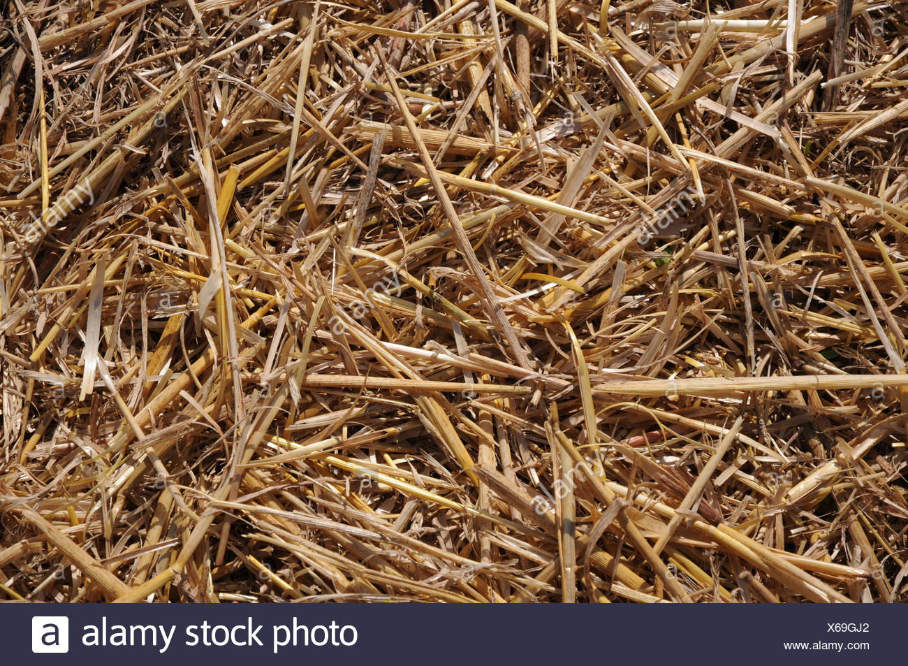 Barley Straw High Resolution Stock Photography and Images - Alamy