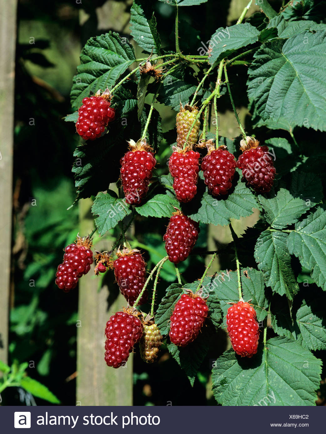 Tayberries Stock Photos & Tayberries Stock Images - Alamy