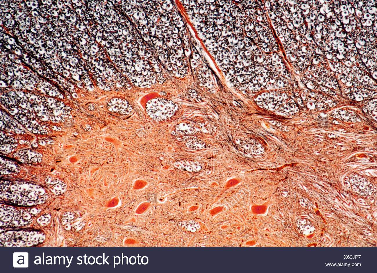 Nerve Tissue Stock Photos & Nerve Tissue Stock Images - Alamy