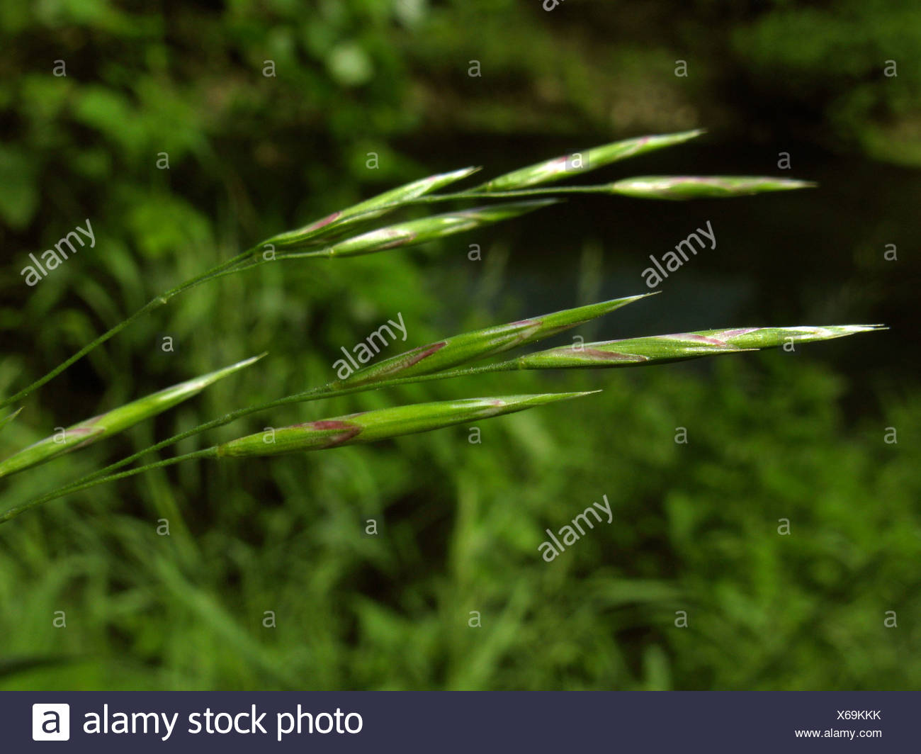 Bromus High Resolution Stock Photography and Images - Alamy