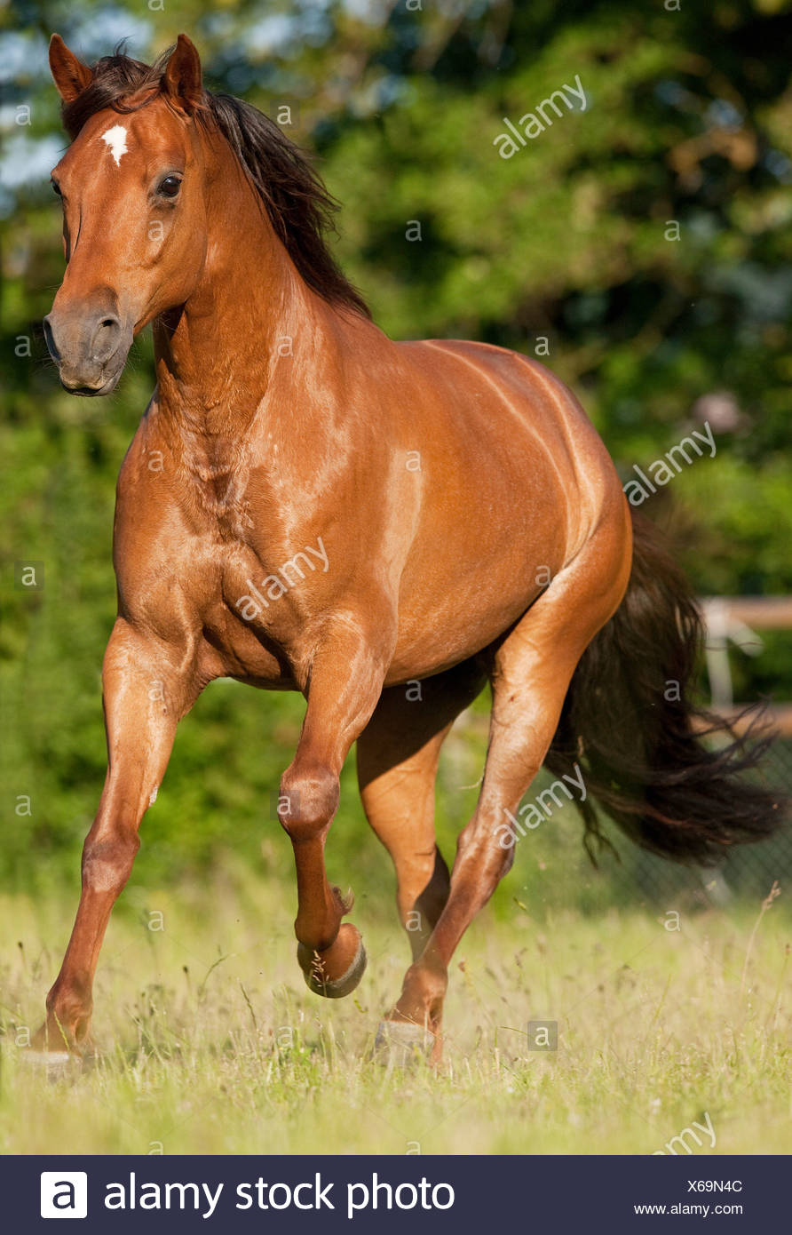 Missouri Fox Trotter Horse High Resolution Stock Photography and Images ...