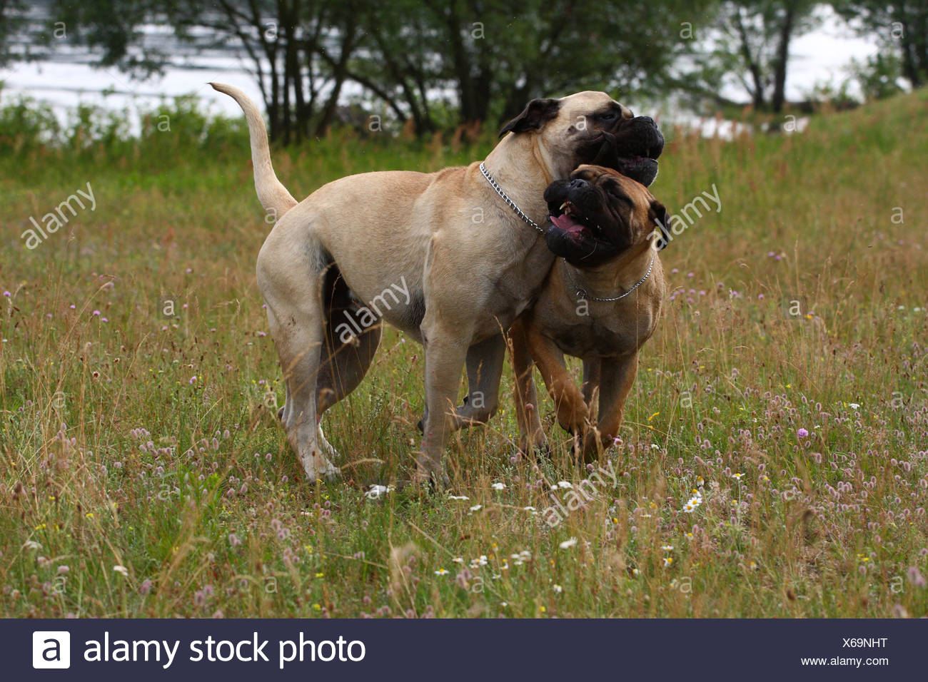 Bullmastiff High Resolution Stock Photography and Images - Alamy