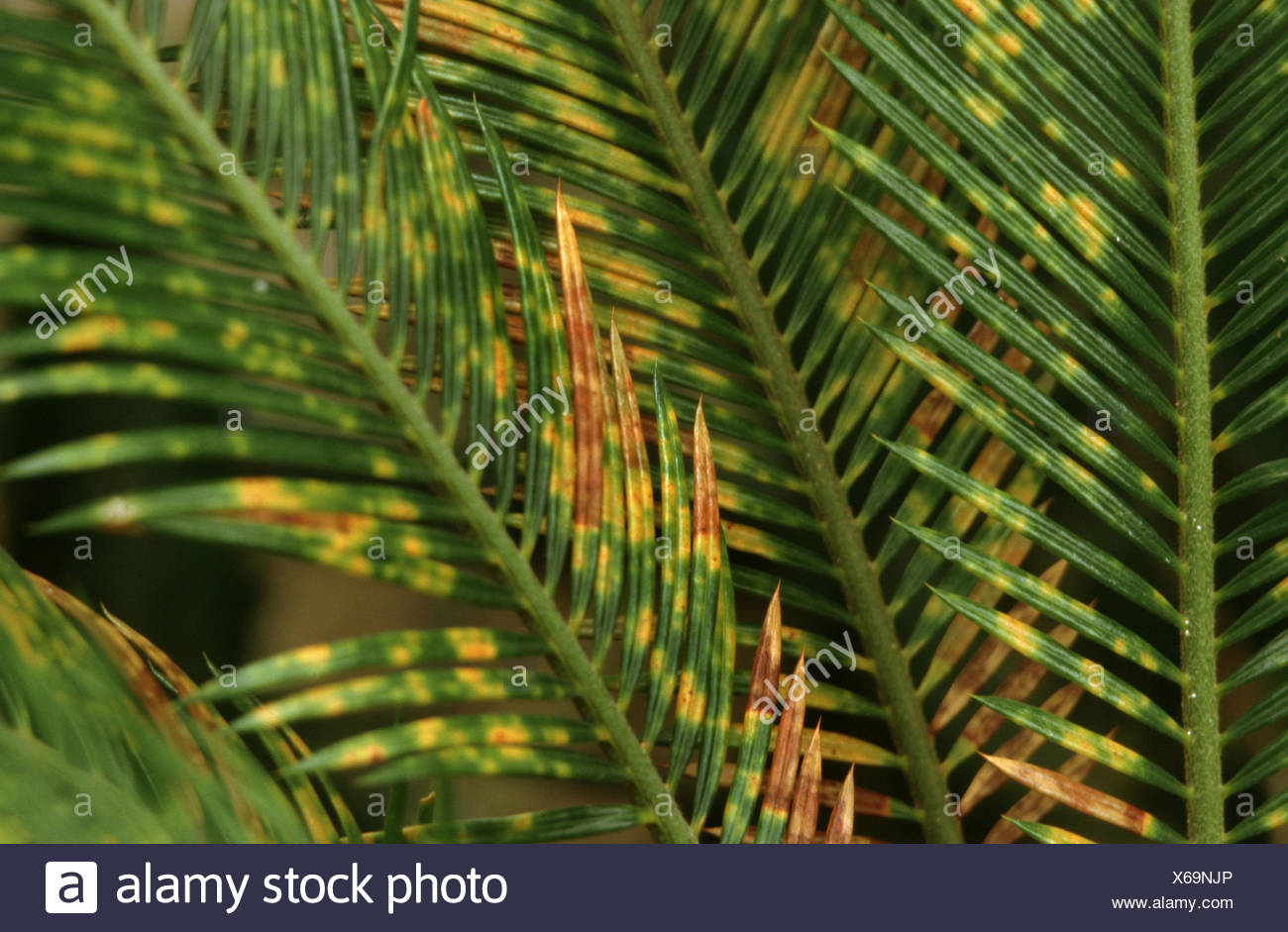 Palm Tree Disease High Resolution Stock Photography and Images - Alamy