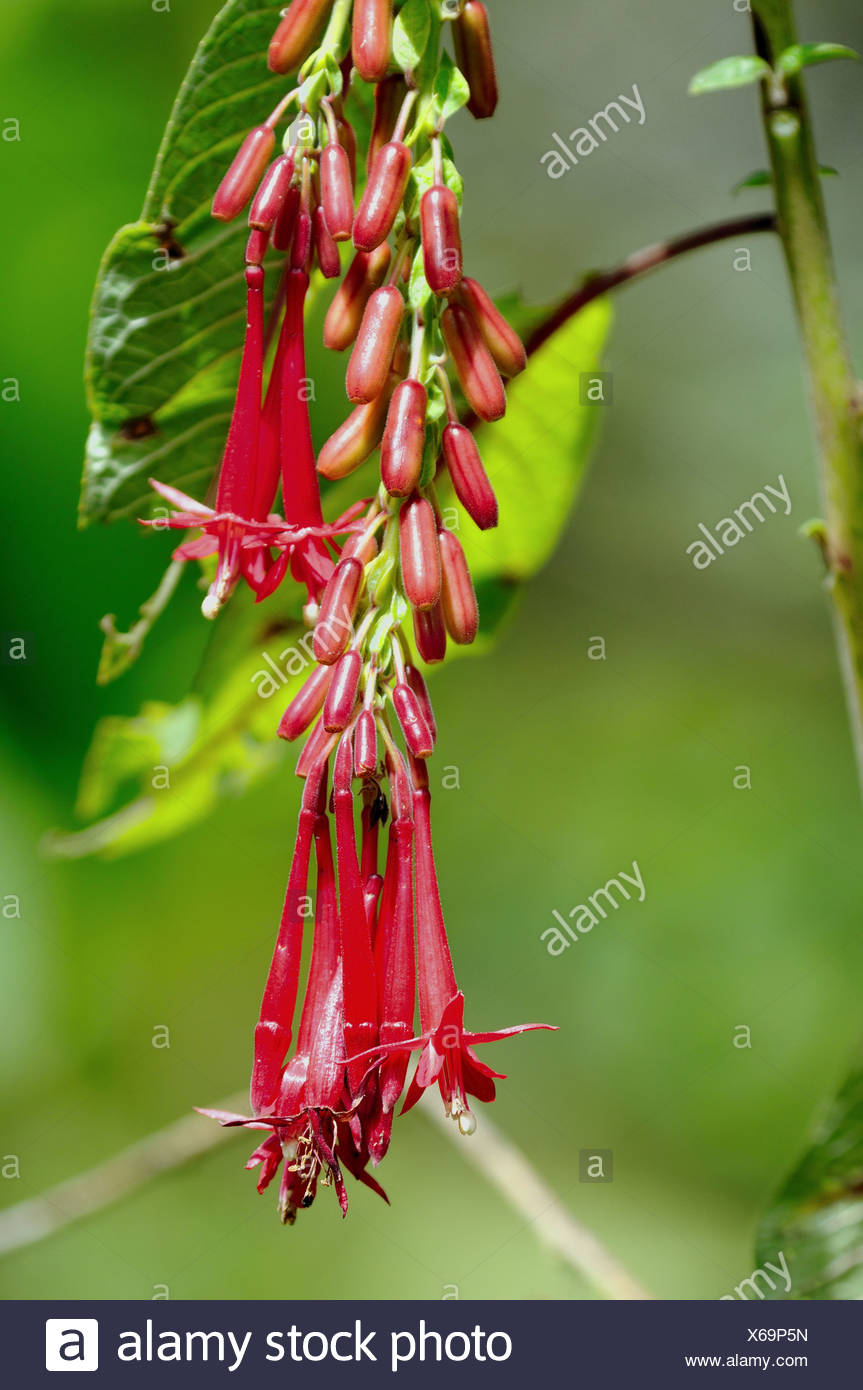 Inka Blume High Resolution Stock Photography and Images - Alamy