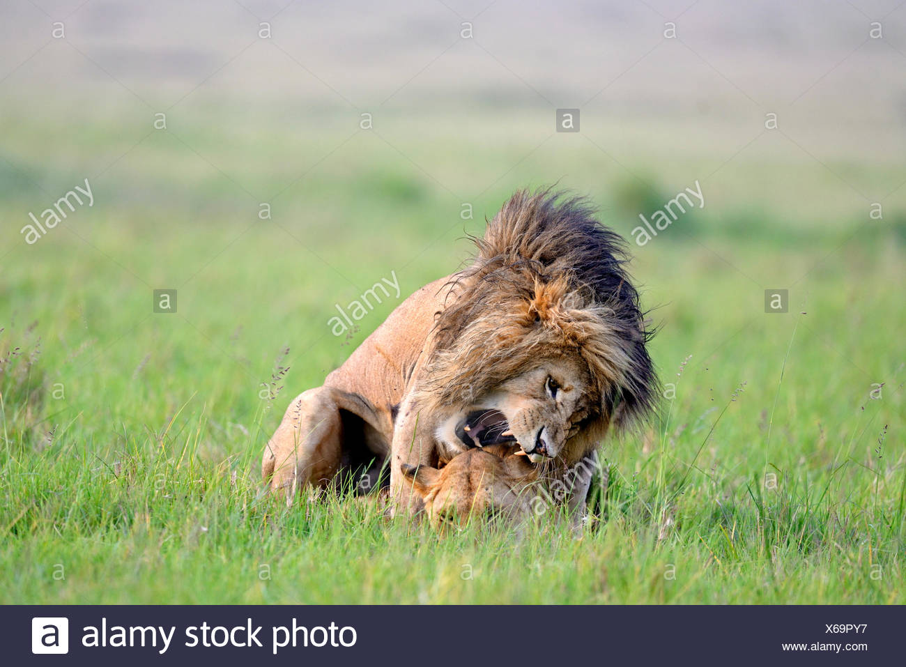Lions Mating Stock Photos & Lions Mating Stock Images - Alamy