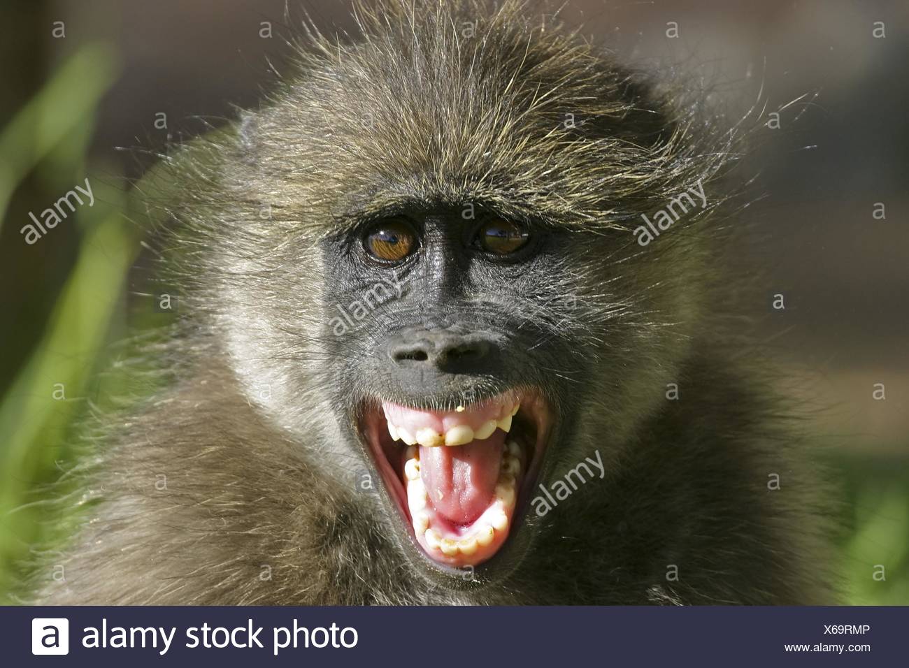 Angry Monkey Shouting High Resolution Stock Photography and Images - Alamy