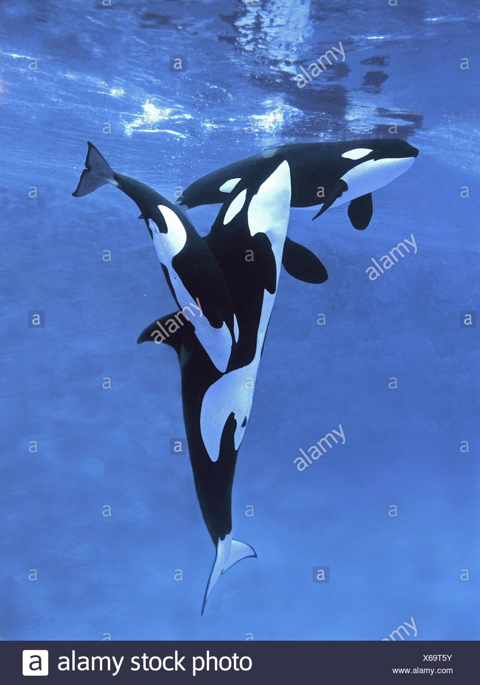 Female Killer Whale Underwater High Resolution Stock Photography and ...