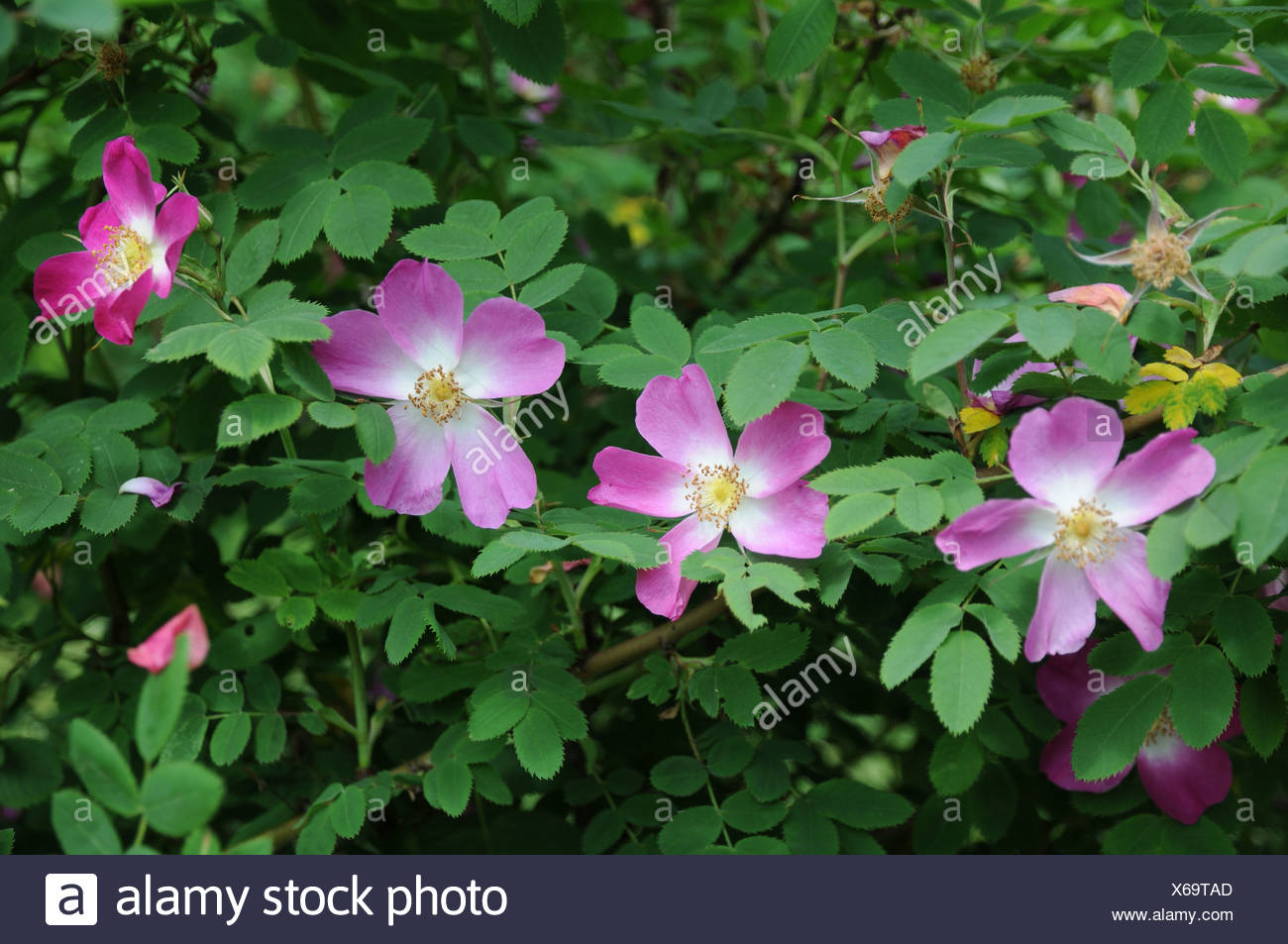 Alpine Rose (rosa Pendulina) High Resolution Stock Photography and ...