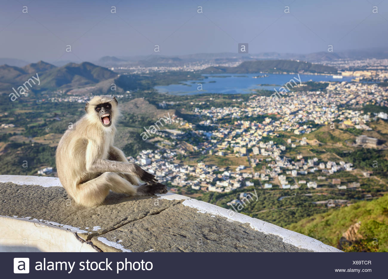 Angry Monkey High Resolution Stock Photography and Images - Alamy