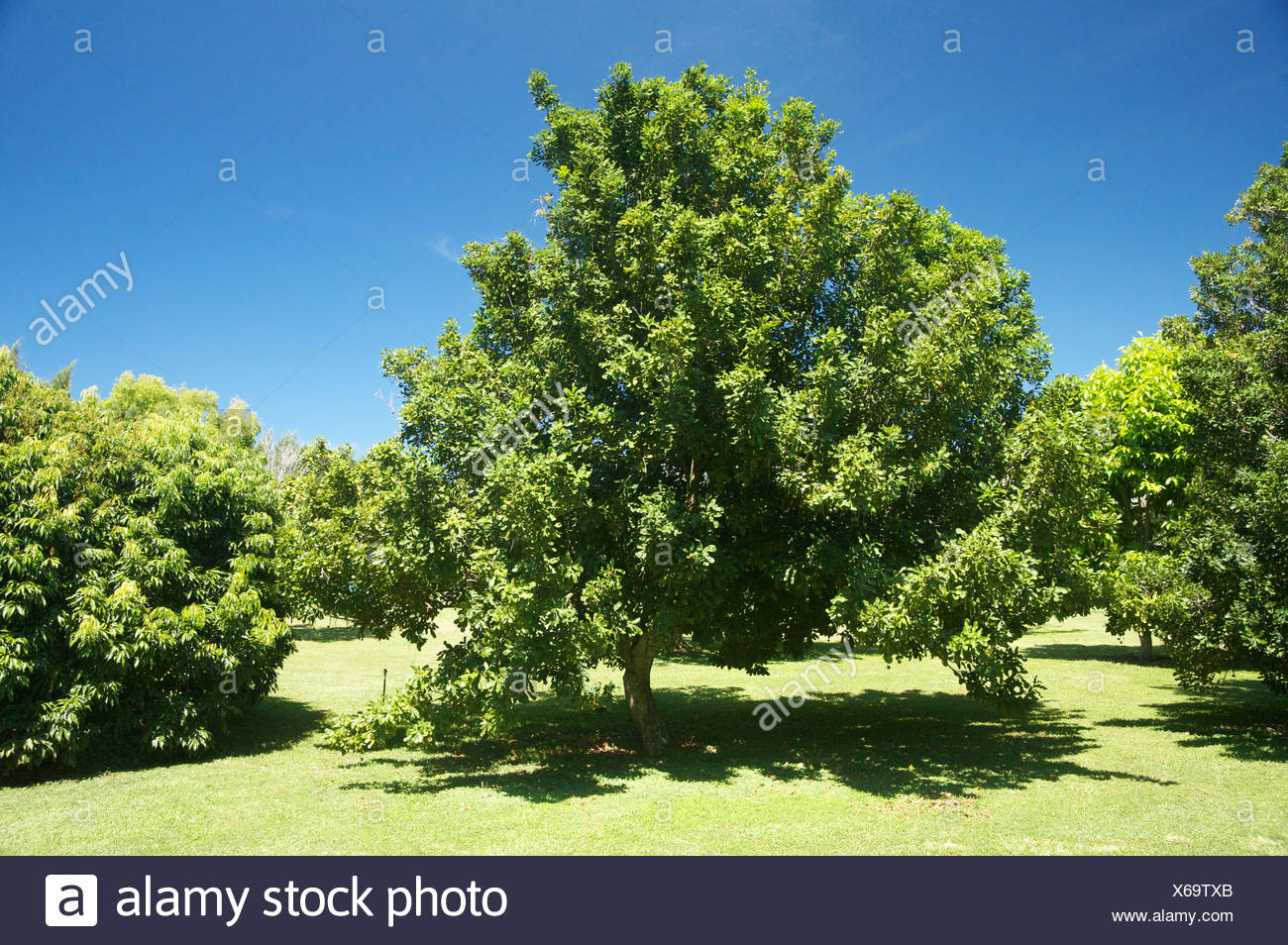 Maca Tree High Resolution Stock Photography and Images - Alamy