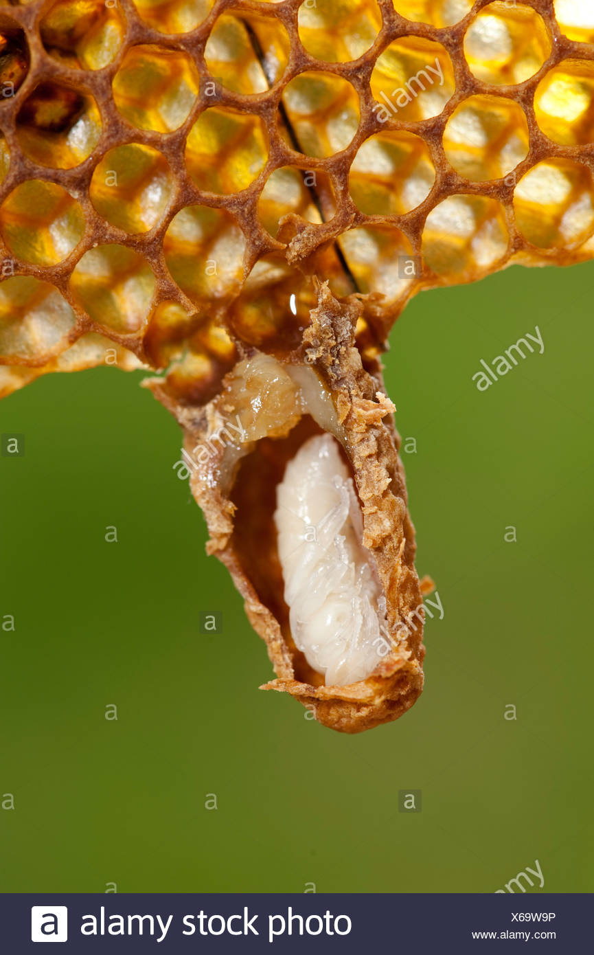 Queen Bee Cell High Resolution Stock Photography and Images - Alamy