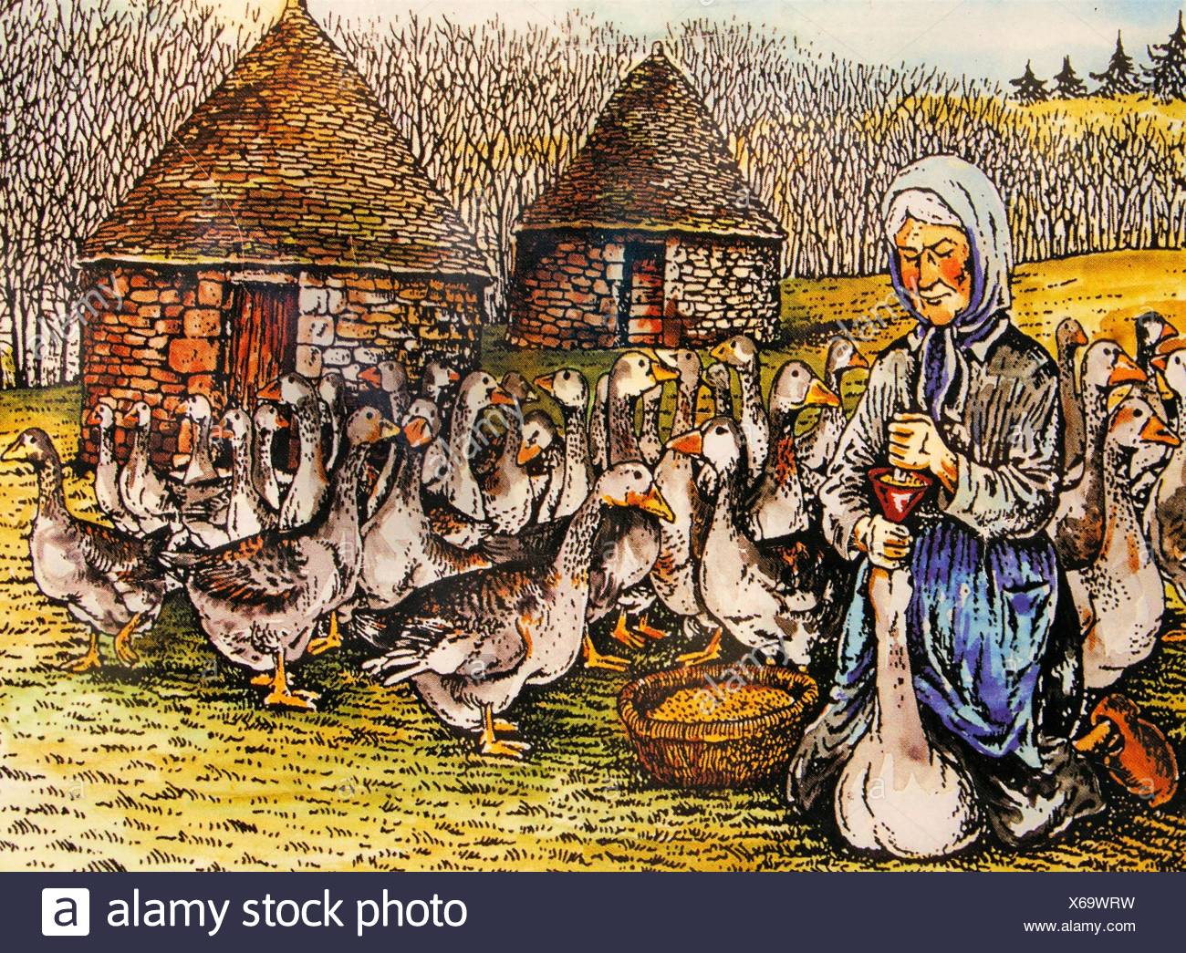 Force Feeding Geese High Resolution Stock Photography and Images - Alamy