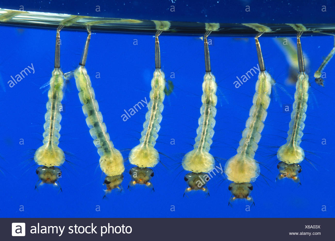 Mosquito Larvae Culex High Resolution Stock Photography and Images - Alamy