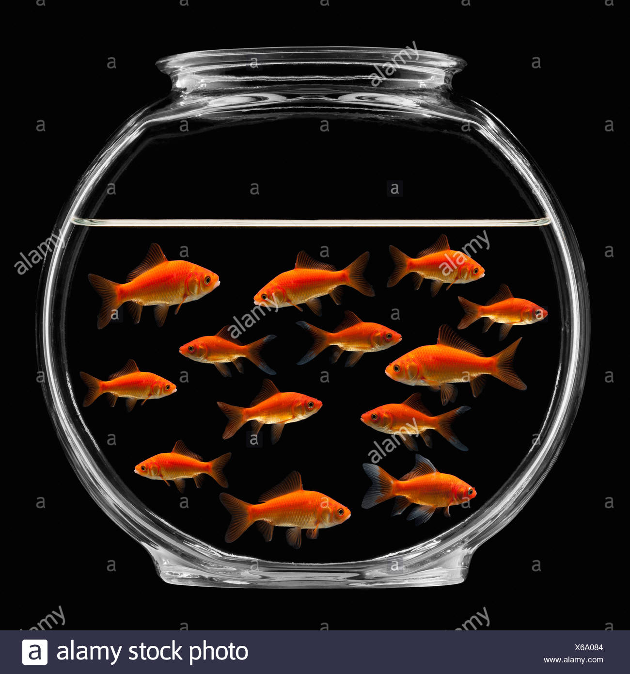 Goldfish Swimming In Bowl High Resolution Stock Photography and Images ...
