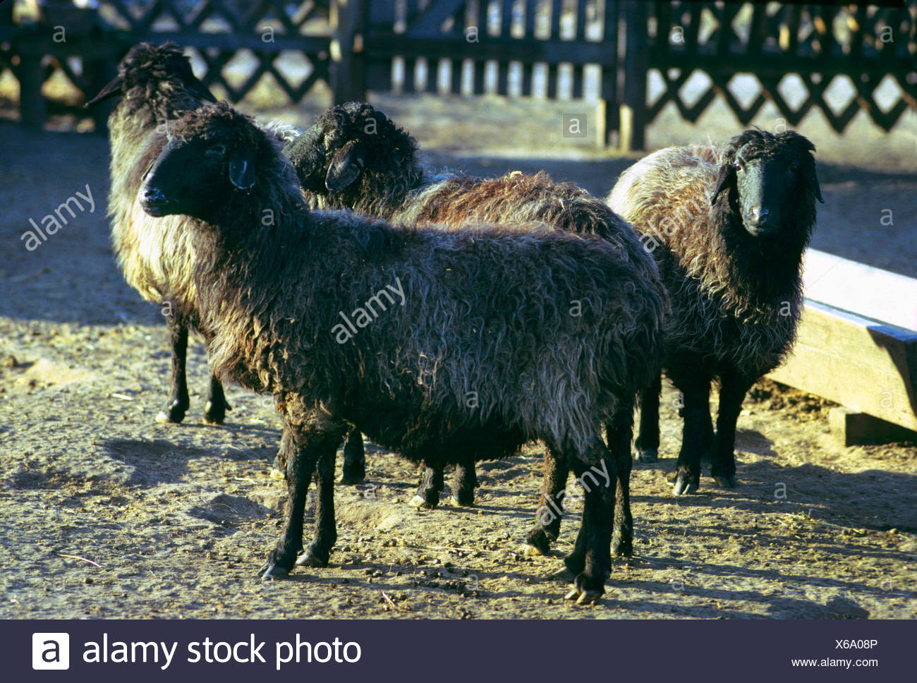 Karakul Sheep Stock Photos & Karakul Sheep Stock Images - Alamy