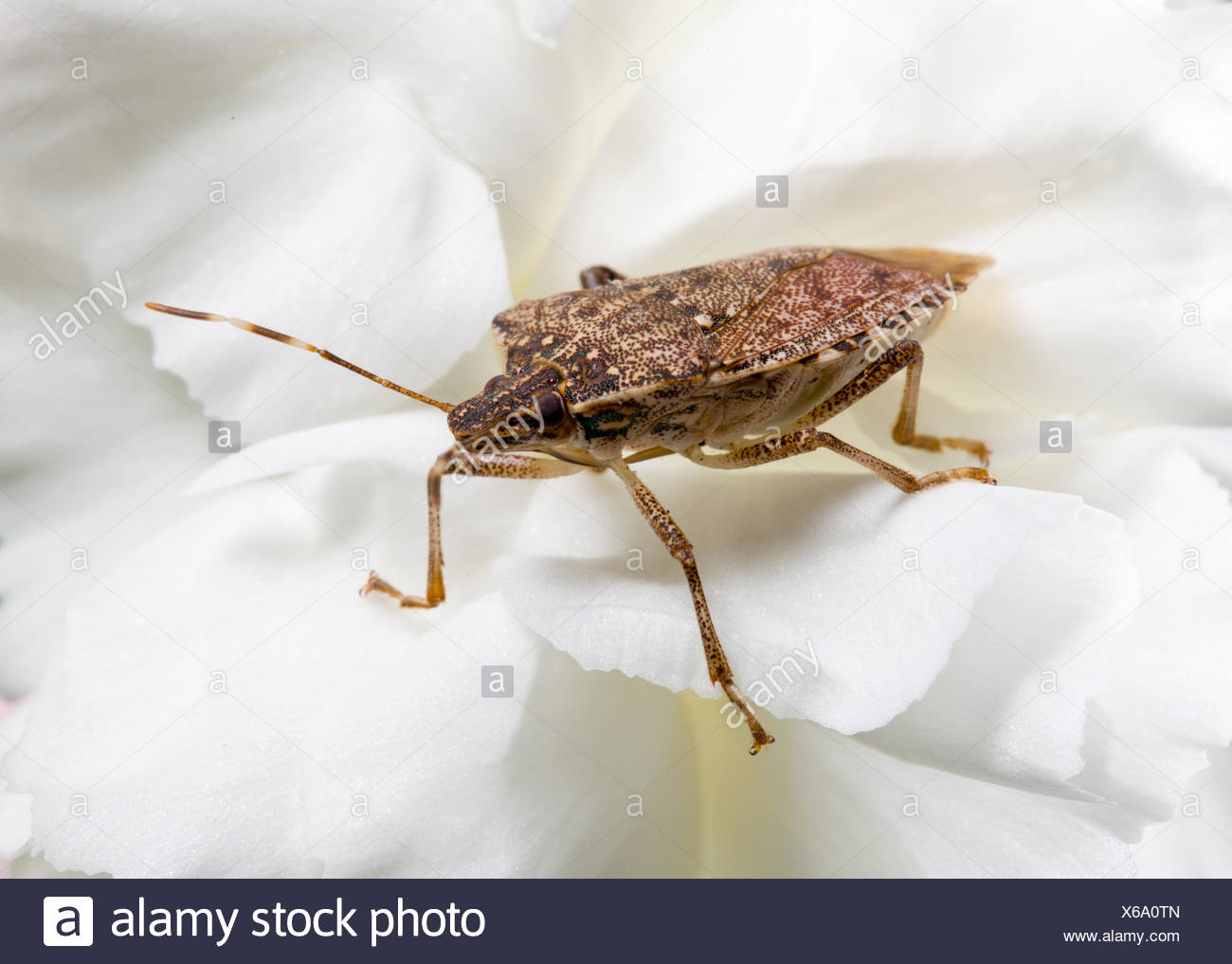 Stink Bug Marmorated High Resolution Stock Photography and Images - Alamy