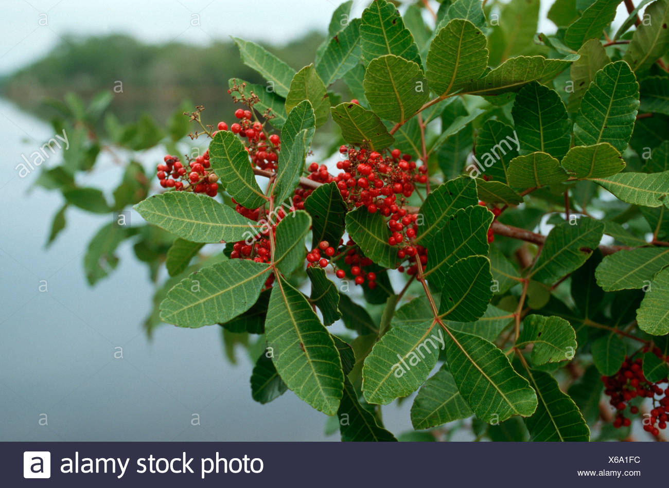 Brazilian Plant Native High Resolution Stock Photography and Images - Alamy