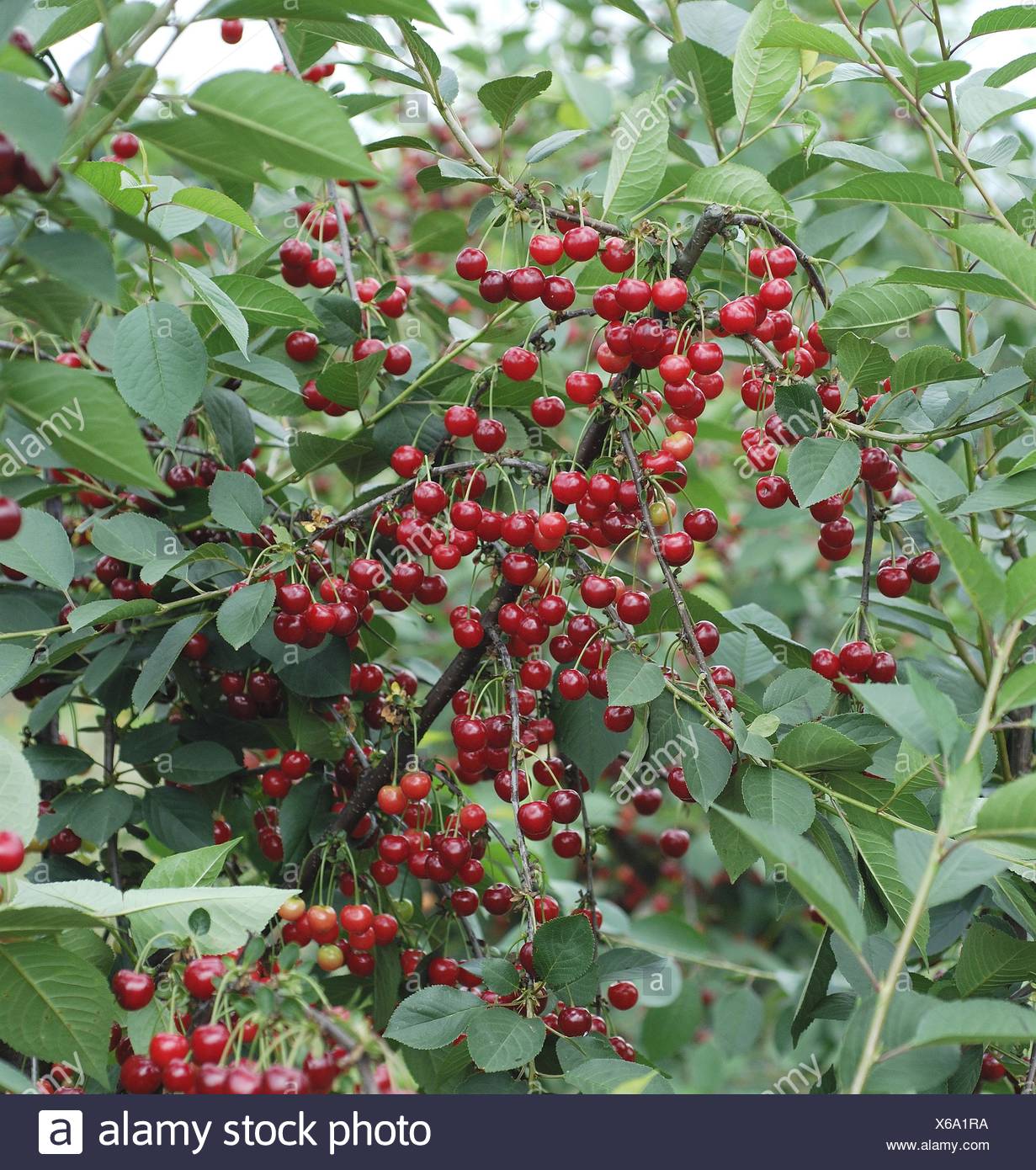 Morello Trees High Resolution Stock Photography and Images - Alamy