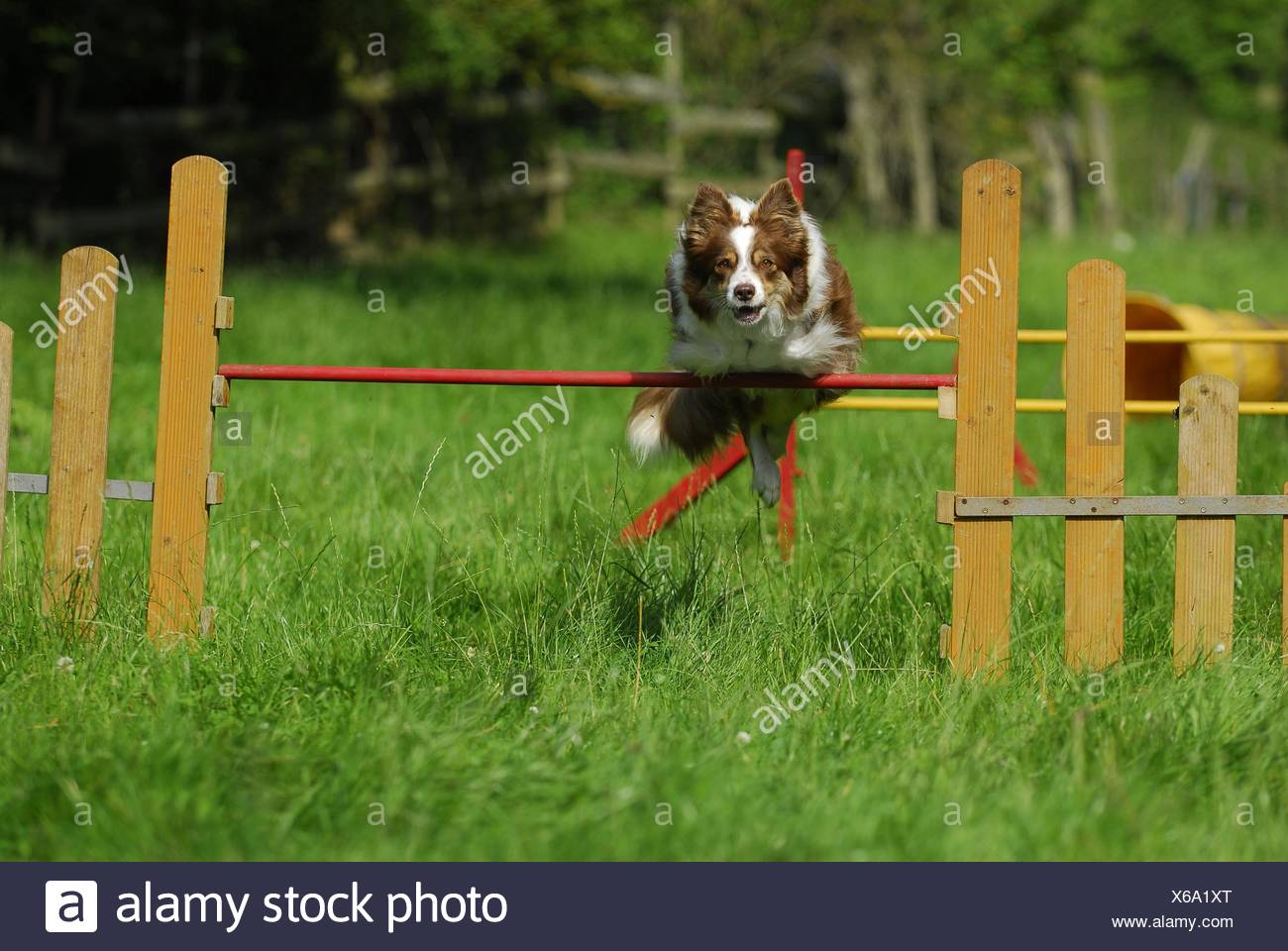 Border Collie Jumping Meadow High Resolution Stock Photography and ...
