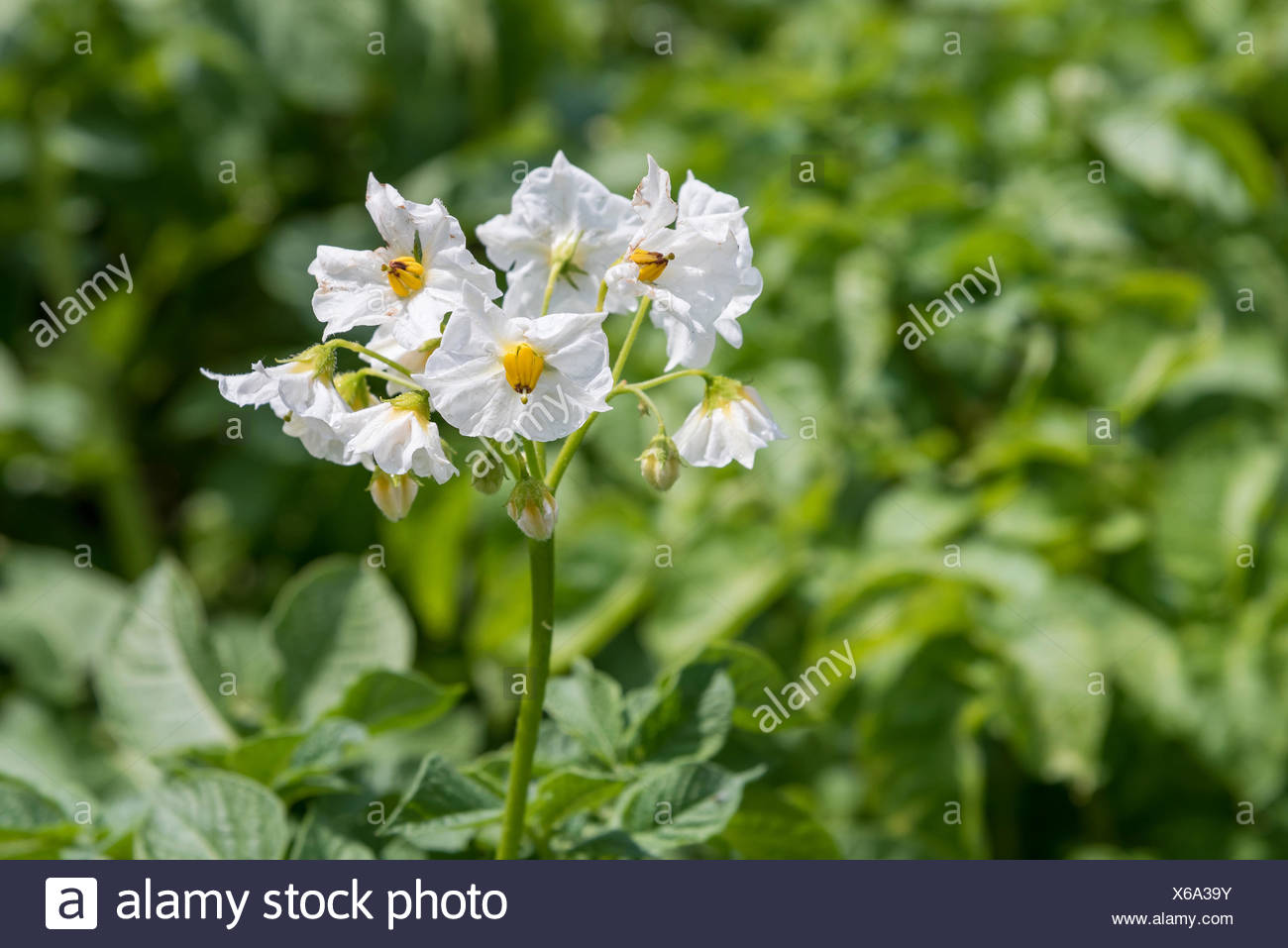 White Potato Stem High Resolution Stock Photography and Images - Alamy