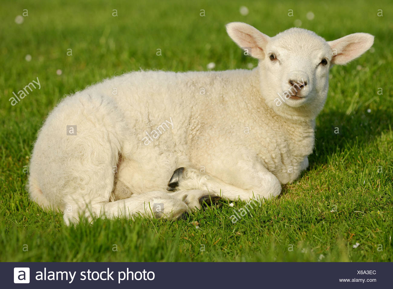 Lamb Lying Down Stock Photos & Lamb Lying Down Stock Images - Alamy