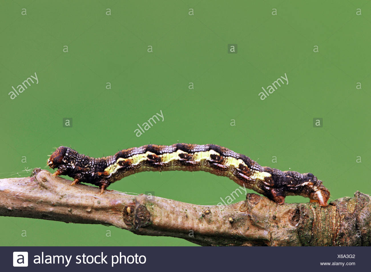 Mottled Umber Caterpillar Erannis Defoliaria High Resolution Stock ...