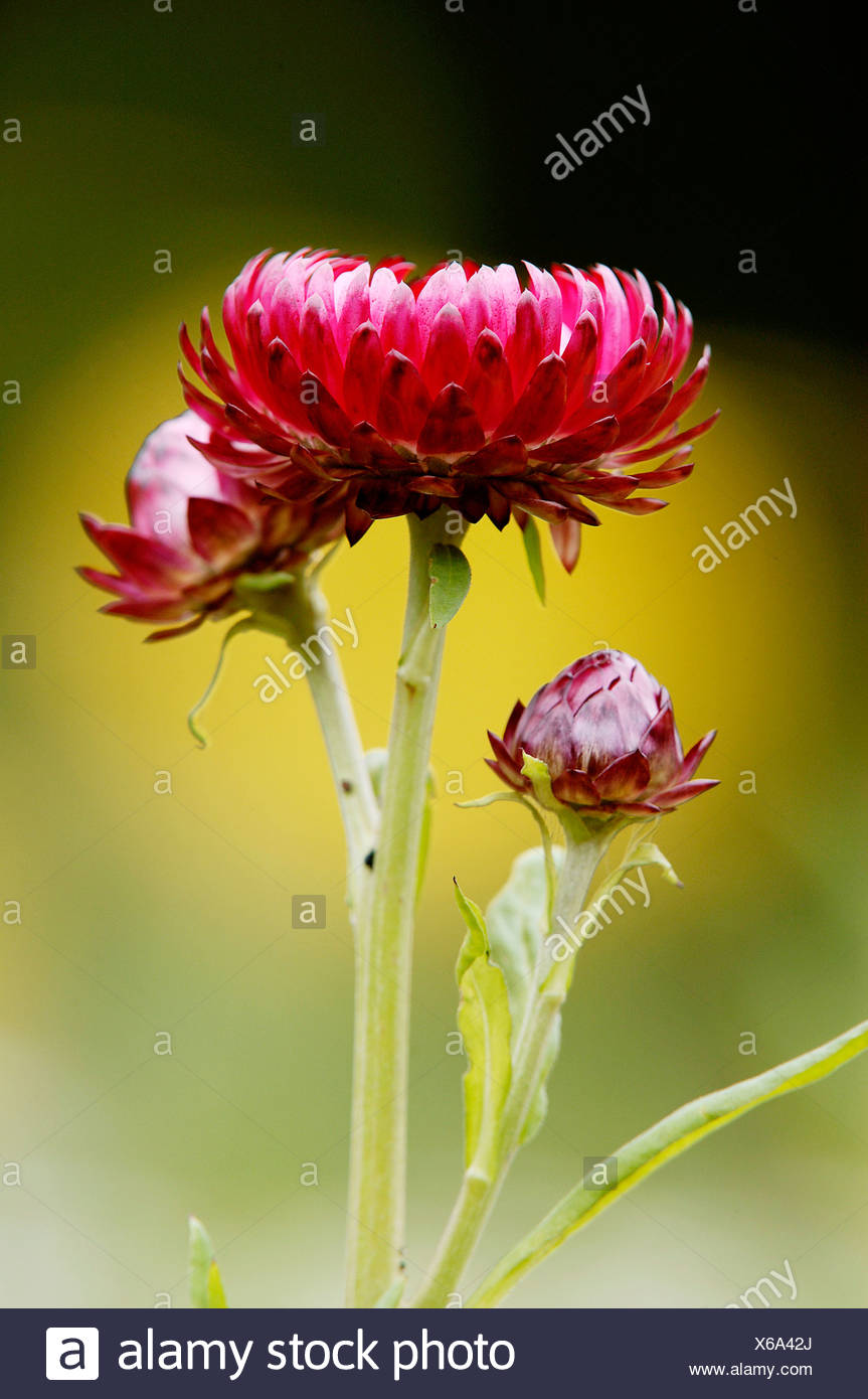 Immortelle High Resolution Stock Photography and Images - Alamy
