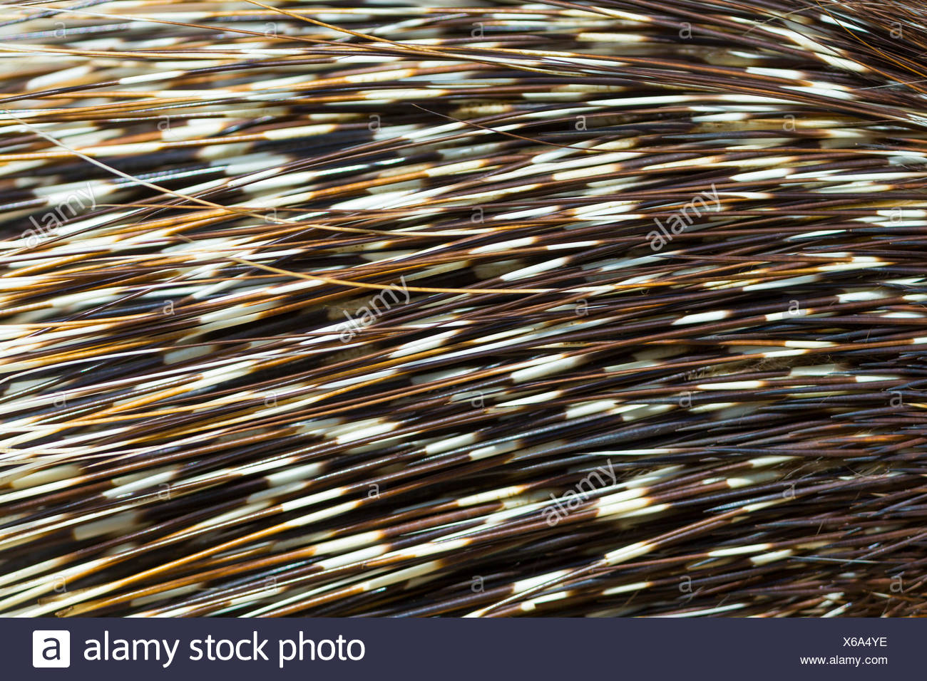 Animal With Quills High Resolution Stock Photography and Images - Alamy
