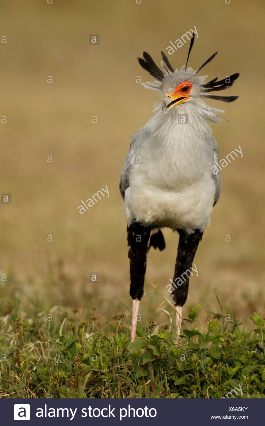 Secretary Bird Snake High Resolution Stock Photography and Images - Alamy