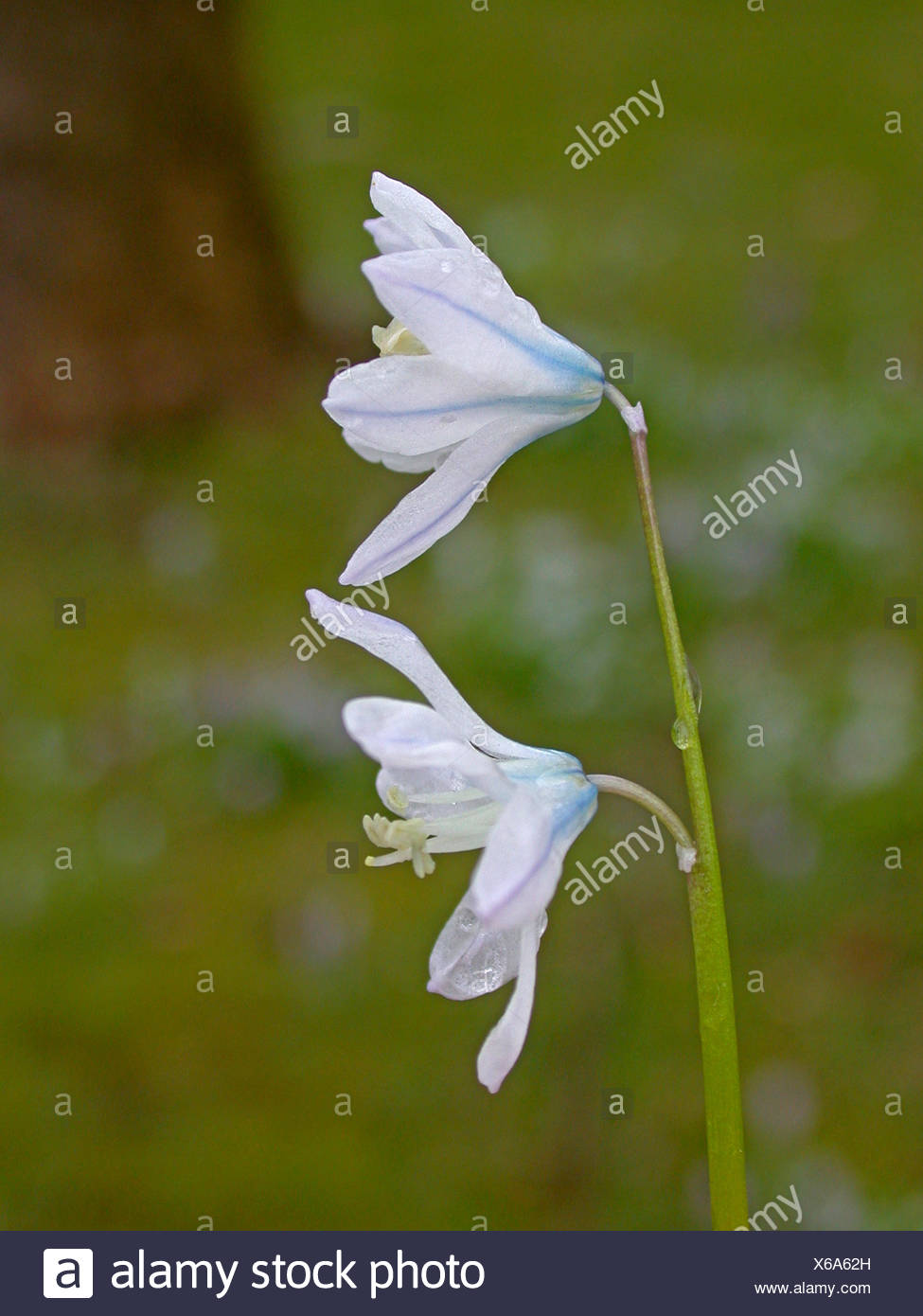 White Squill Scilla High Resolution Stock Photography and Images - Alamy