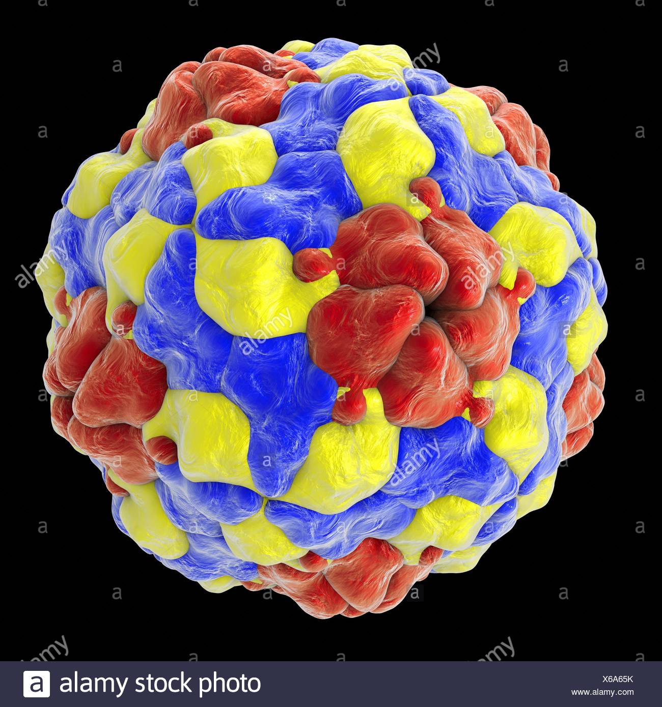 Human Enterovirus High Resolution Stock Photography and Images - Alamy