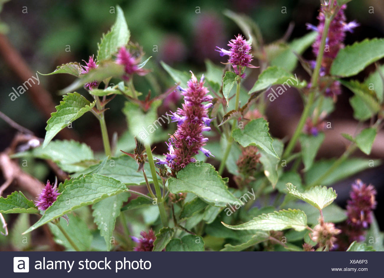 Mexican Hyssop High Resolution Stock Photography and Images - Alamy