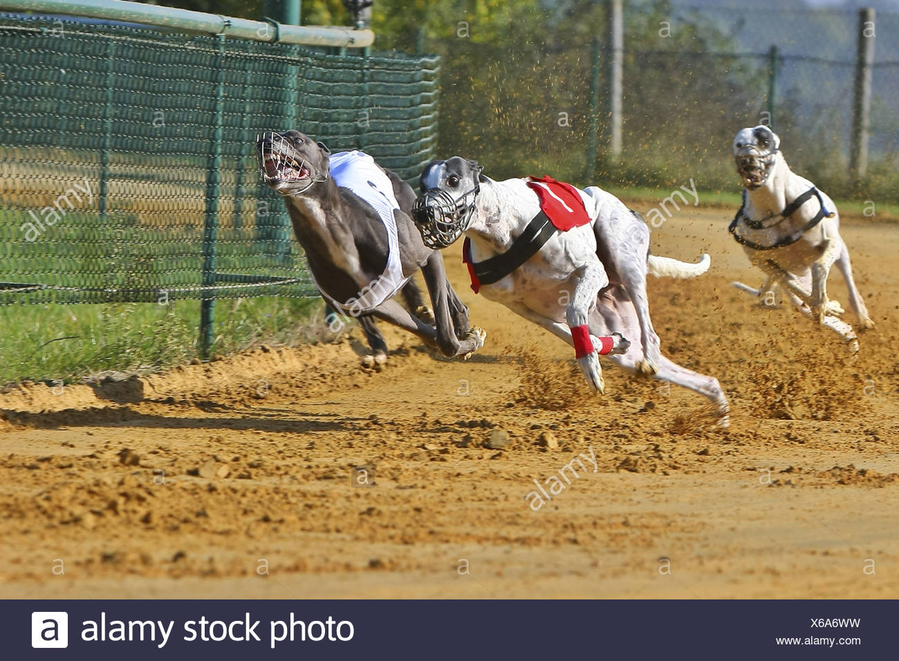 Grayhound Racing High Resolution Stock Photography and Images - Alamy