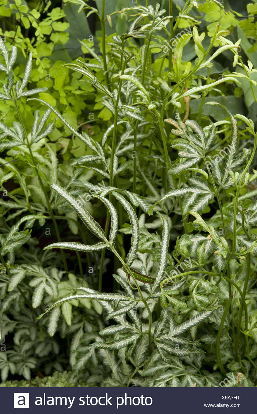 Pteris Fern High Resolution Stock Photography and Images - Alamy