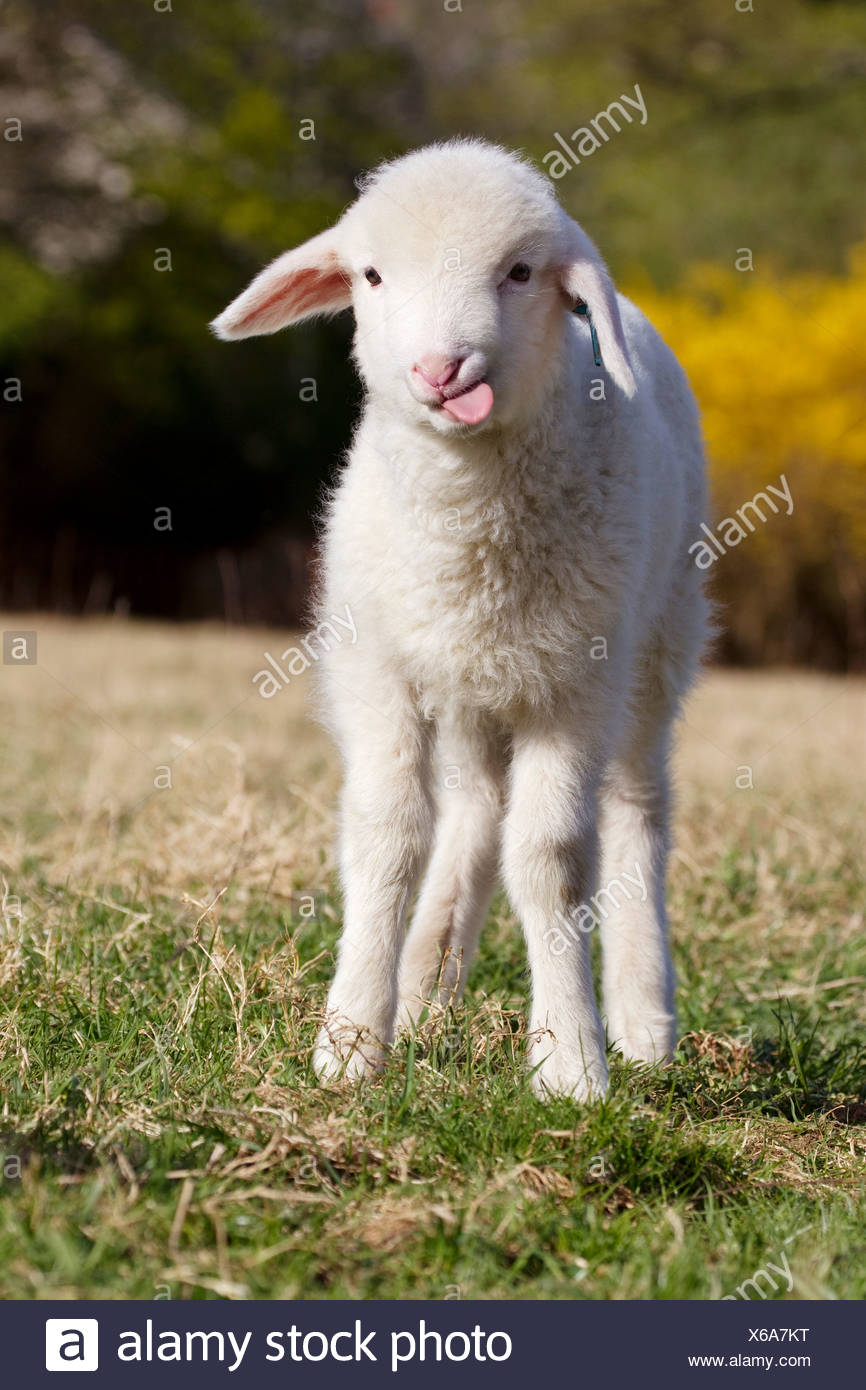 Standing On Grass High Resolution Stock Photography and Images - Alamy