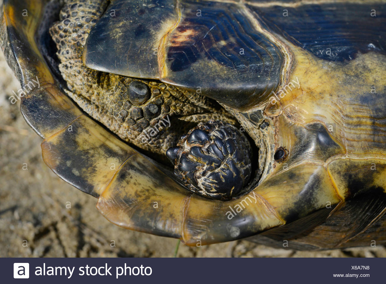 Tortoise Shells High Resolution Stock Photography and Images - Alamy